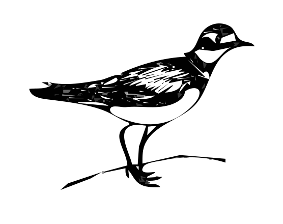 Black and White Bird Clip Art Image - ClipSafari