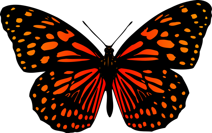 Butterfly 17 (color) Clip Art Image - ClipSafari