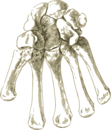 A skeleton hand with bones showing Clip Art Image - ClipSafari