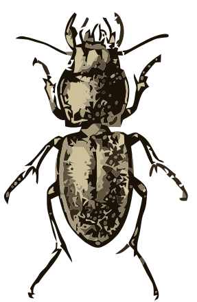 Insect Clip Art Image - ClipSafari