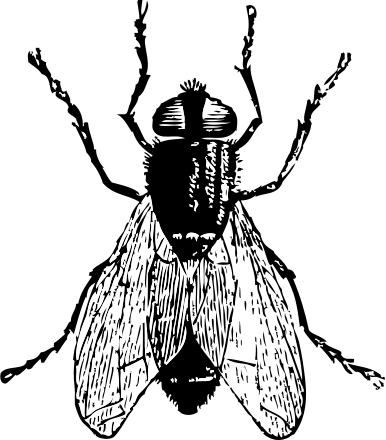 Insect's Eye Clip Art Image - ClipSafari