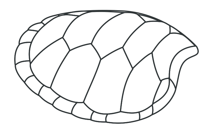 Shell of a Turtle Clip Art Image - ClipSafari