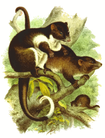 Ring-tailed possum Clip Art Image - ClipSafari