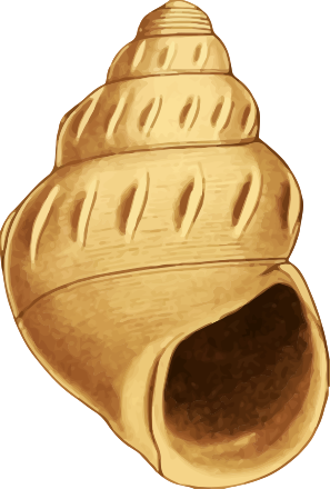 Shell Clip Art Image - ClipSafari
