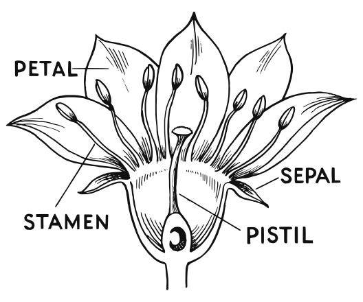 Flower Parts Clip Art Image - ClipSafari