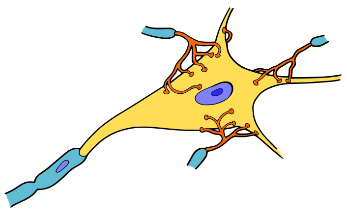 Neuron Clip Art Image - ClipSafari