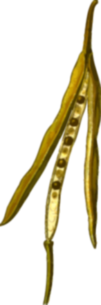 Yellow pods Clip Art Image - ClipSafari