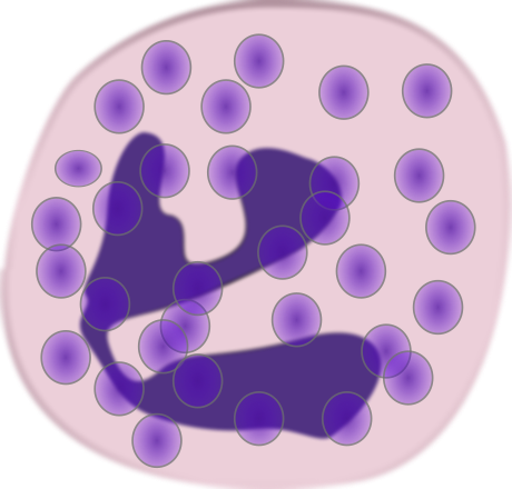 Purple Neutrophil Clip Art Image - ClipSafari