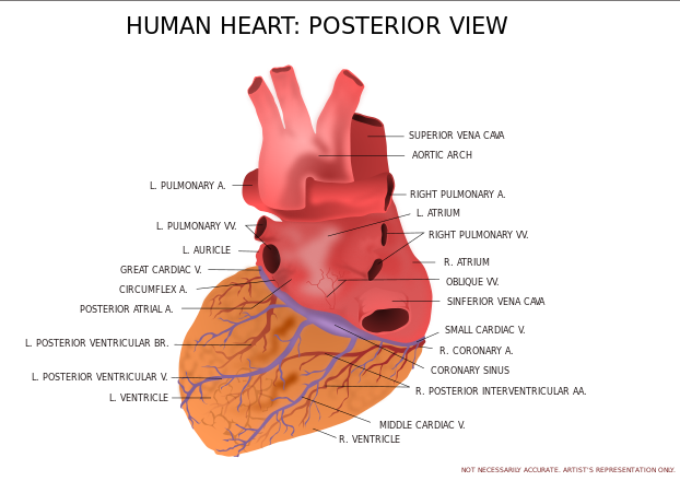Human Heart Posterior View Clip Art Image - ClipSafari