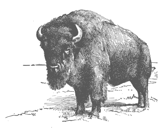 Buffalo Clip Art Image - ClipSafari