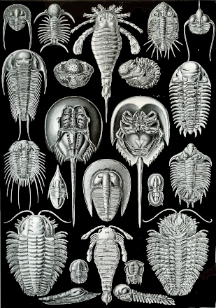 Insects Clip Art Image - ClipSafari