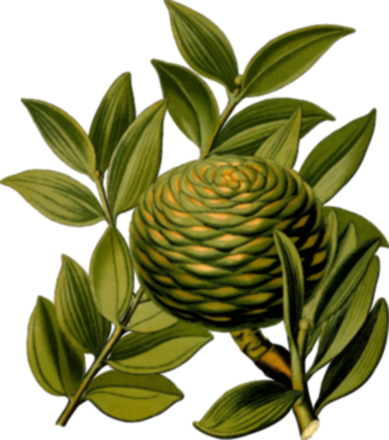 Flower Leaves Clip Art Image - ClipSafari