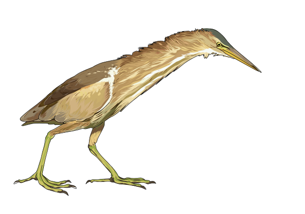 Little Bittern Clip Art Image - ClipSafari