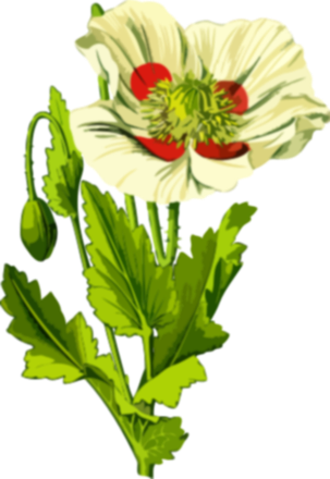 White Poppy Clip Art Image - ClipSafari