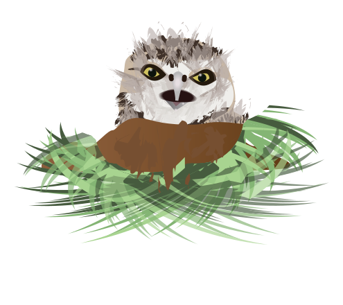 Burrowing Owl Clip Art Image - ClipSafari