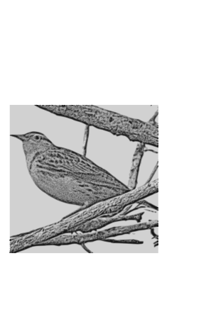 Bird perched on a branch Clip Art Image - ClipSafari