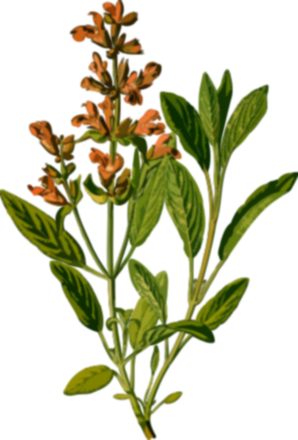 Sage (high resolution) Clip Art Image - ClipSafari