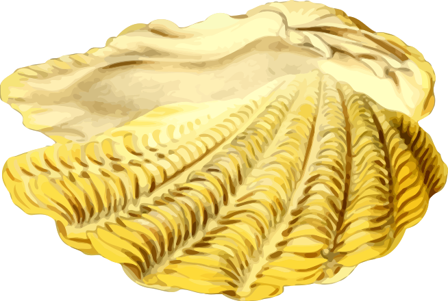 Shell Clip Art Image - ClipSafari