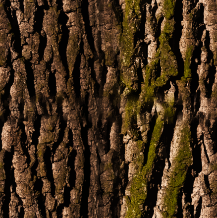 Bark Texture Clip Art Image - ClipSafari