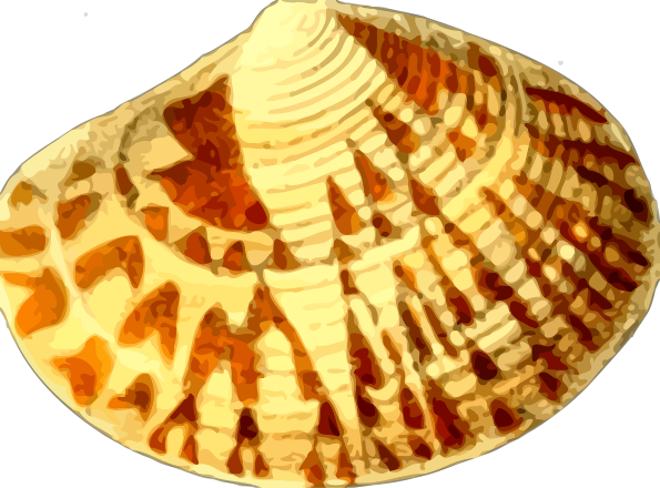 Shell Clip Art Image - ClipSafari