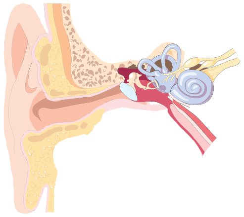 Ear Anatomy Clip Art Image - ClipSafari