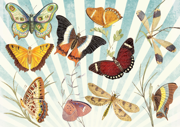 Butterfly and Moth Collection Clip Art Image - ClipSafari