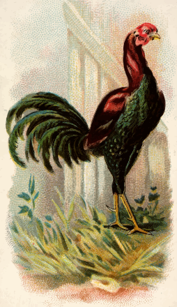 Cigarette card - Rooster Clip Art Image - ClipSafari